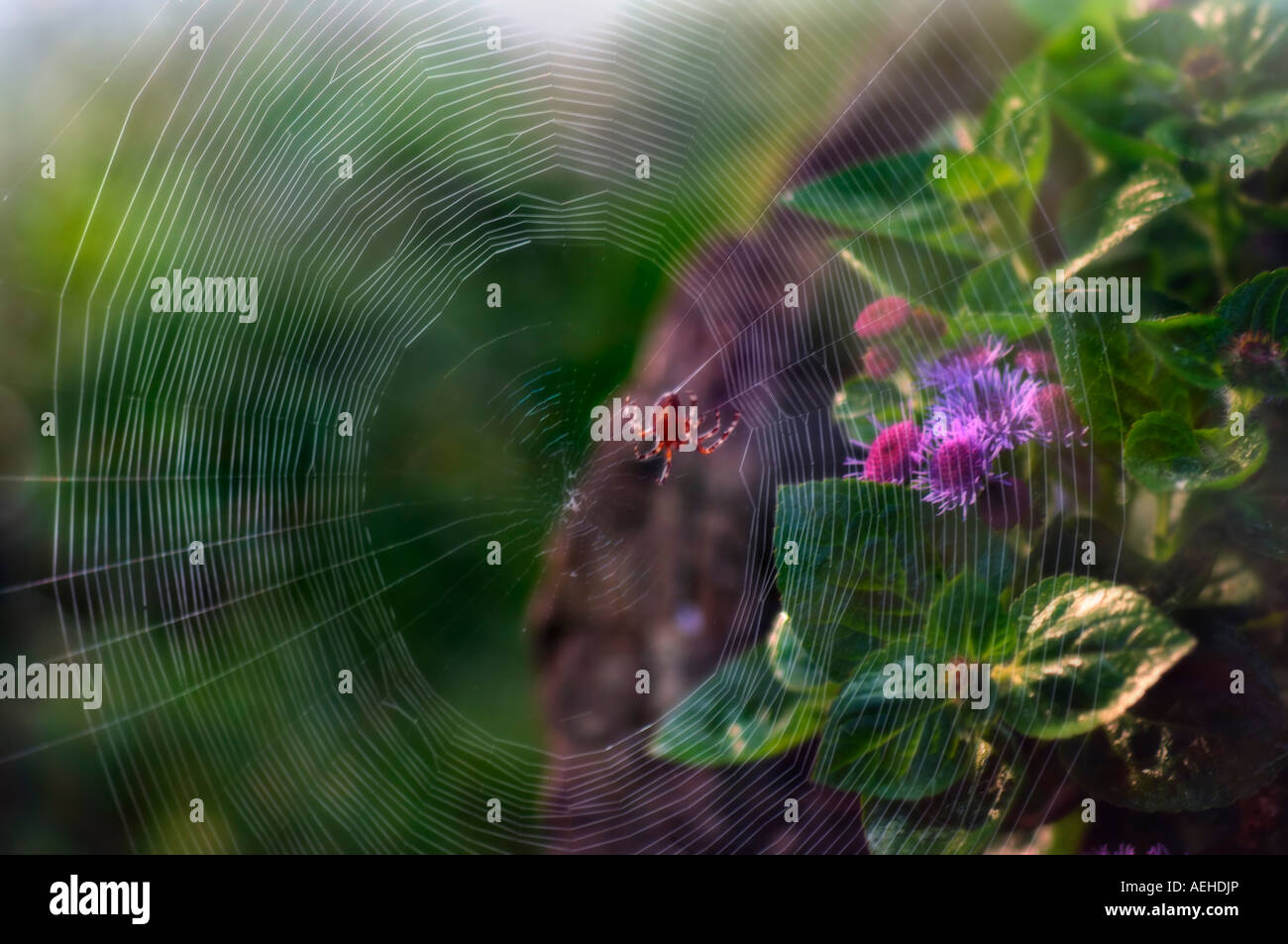 Transparent arachnoid hi-res stock photography and images - Alamy