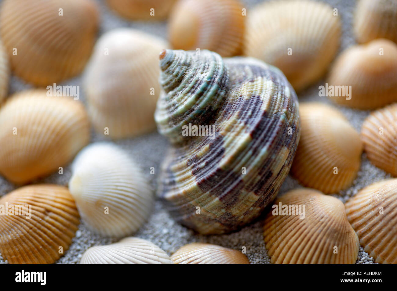 Turbo seashell and beach sand Stock Photo - Alamy