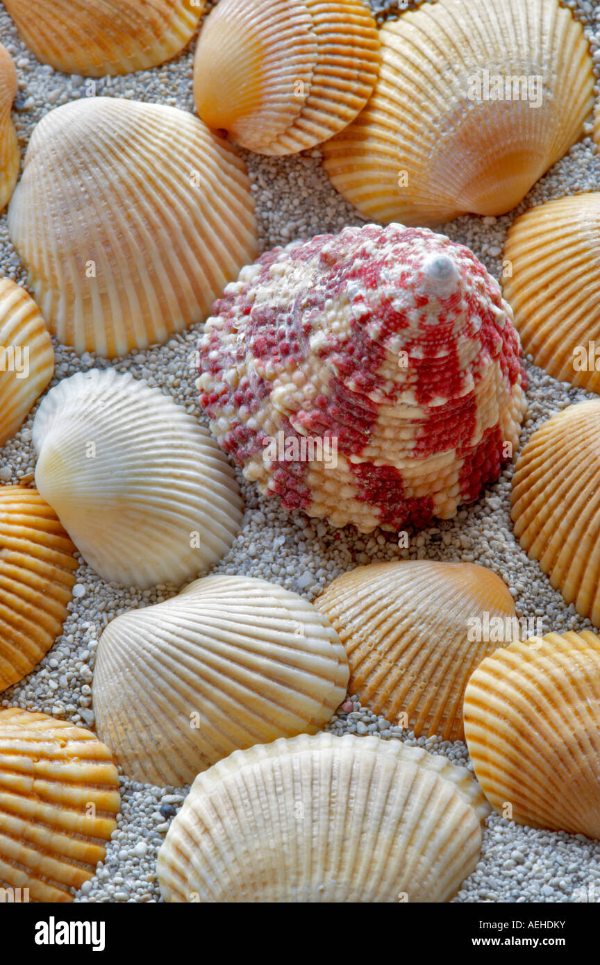 Red Stripe Trocus seashell and beach sand Stock Photo - Alamy