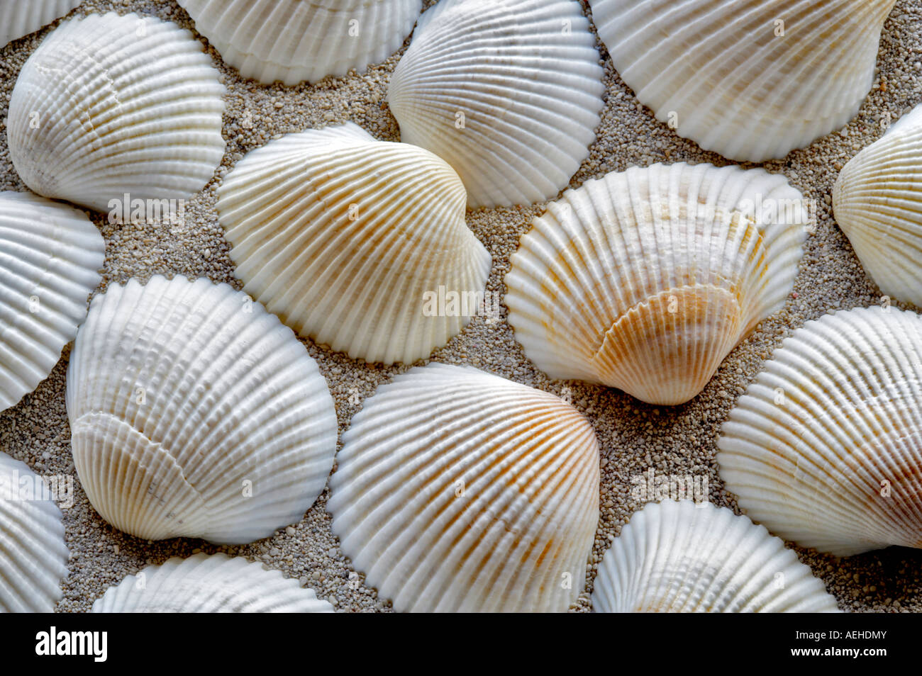 Ark Shell Stock Photos & Ark Shell Stock Images - Alamy