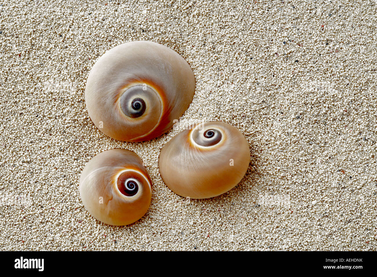Snail seasheels and beach sand Stock Photo - Alamy