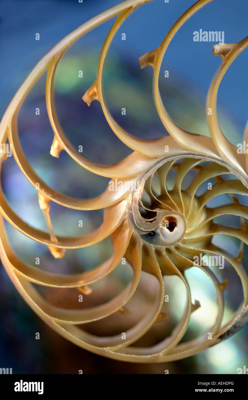 Nautilus sea shell Stock Photo - Alamy