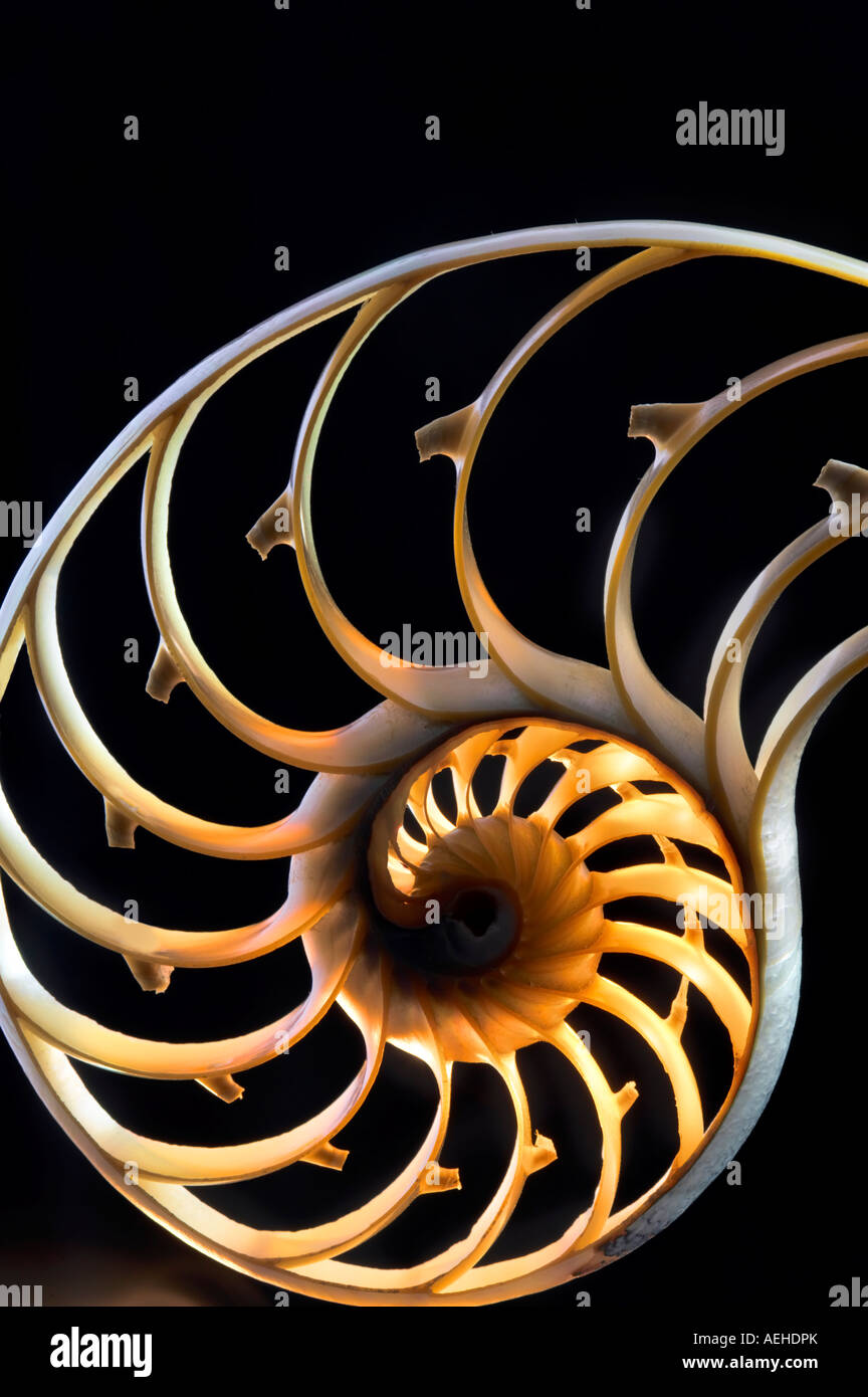 Nautilus sea shell Stock Photo - Alamy