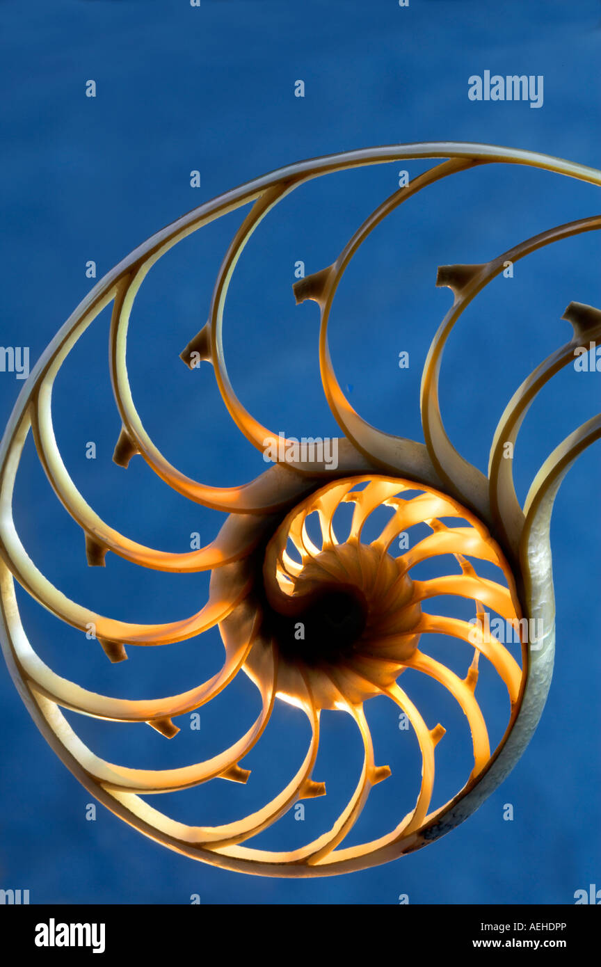 Nautilus sea shell Stock Photo - Alamy