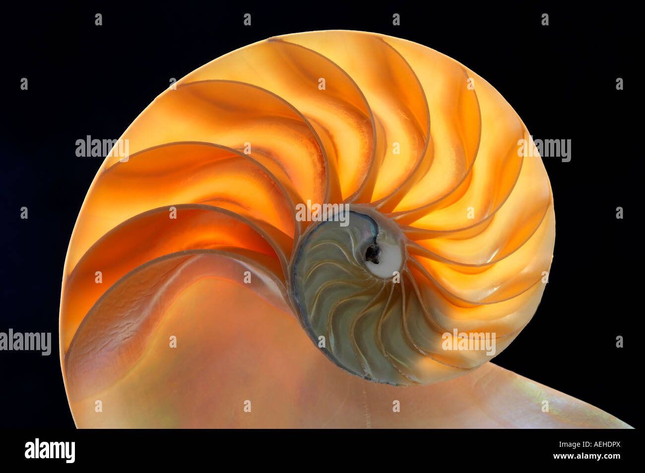 Nautilus sea shell Stock Photo - Alamy
