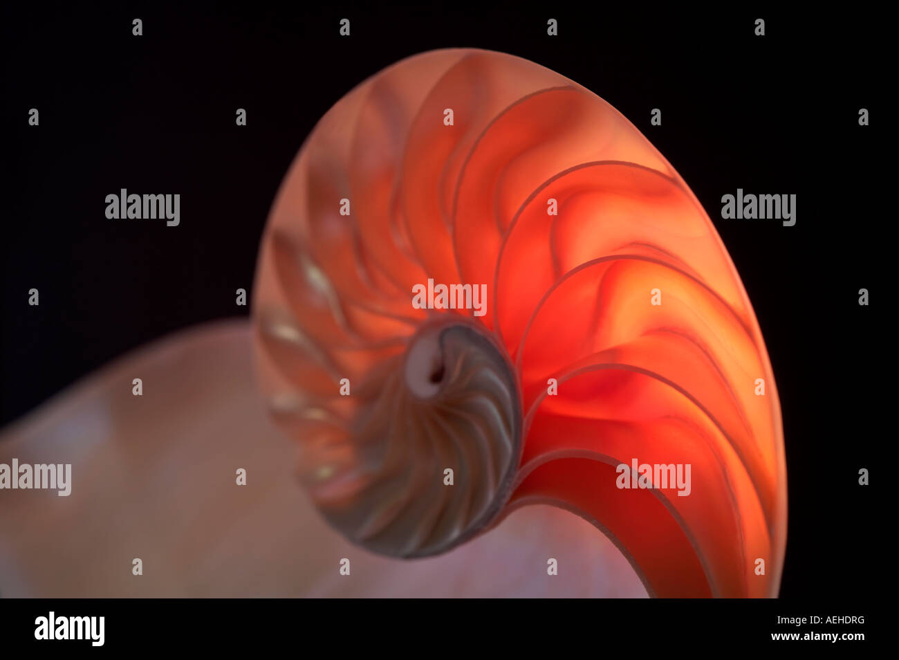 Nautilus sea shell Stock Photo - Alamy