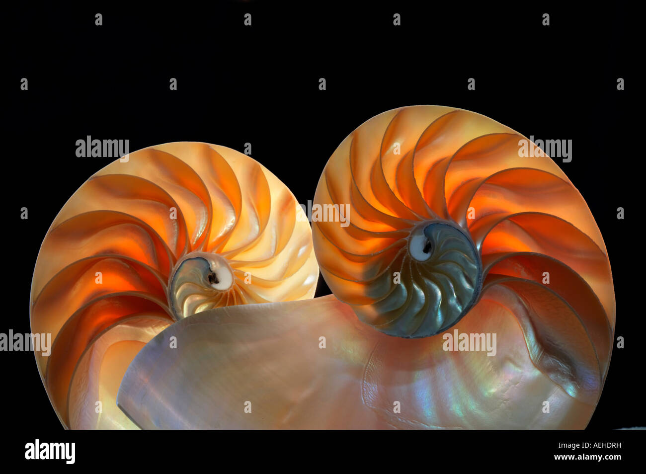 Nautilus Sea Shell High Resolution Stock Photography and Images - Alamy