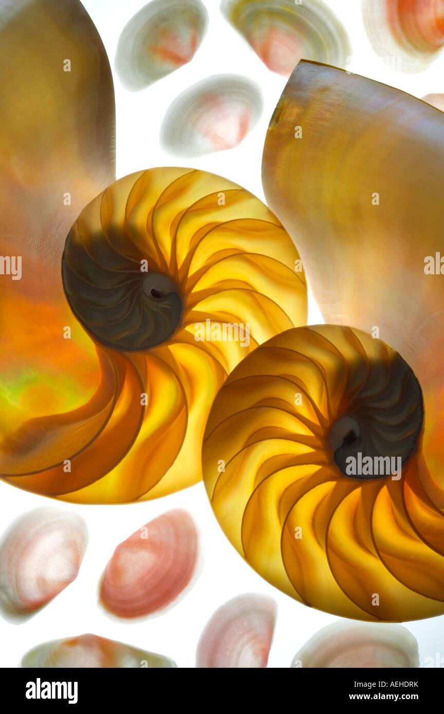 Nautilus and Pink Tellins sea shells Stock Photo - Alamy