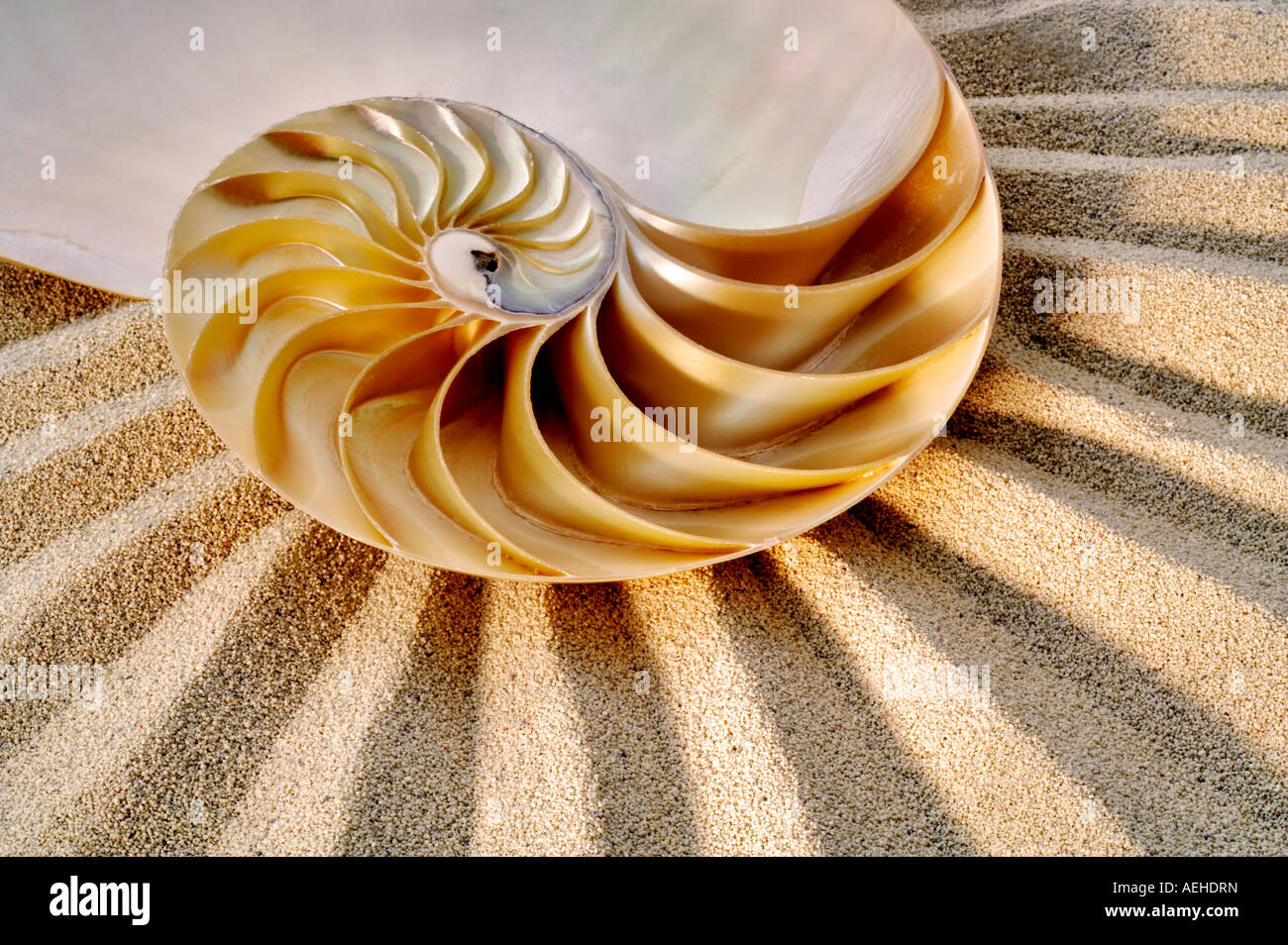Nautilus sea shell Stock Photo - Alamy