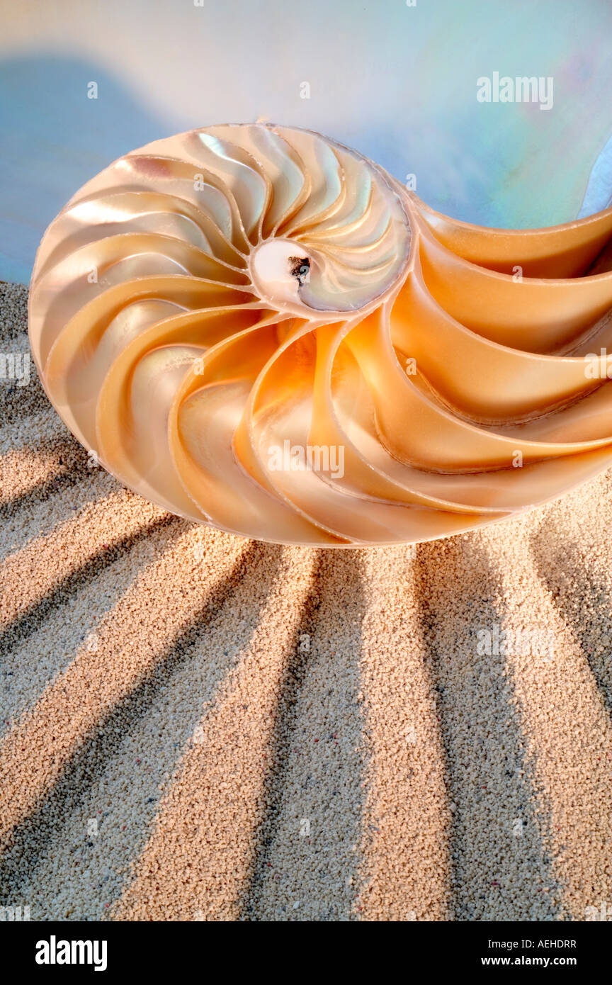 Nautilus sea shell Stock Photo - Alamy