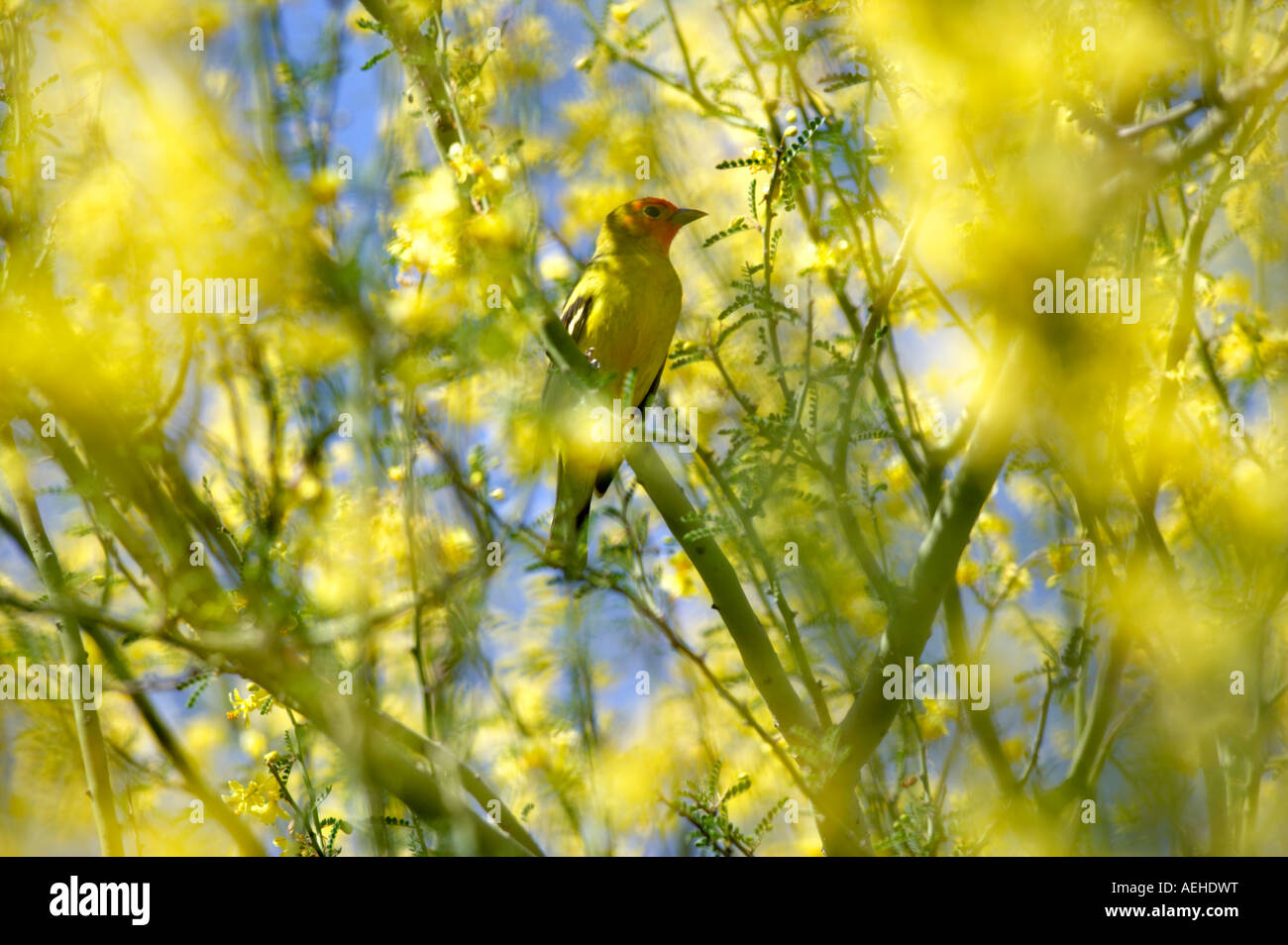 Western Tanager Arizona Sonora Desert Museum Arizona Stock Photo - Alamy