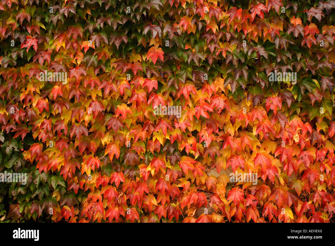 Ivy in differnt colours Stock Photo - Alamy