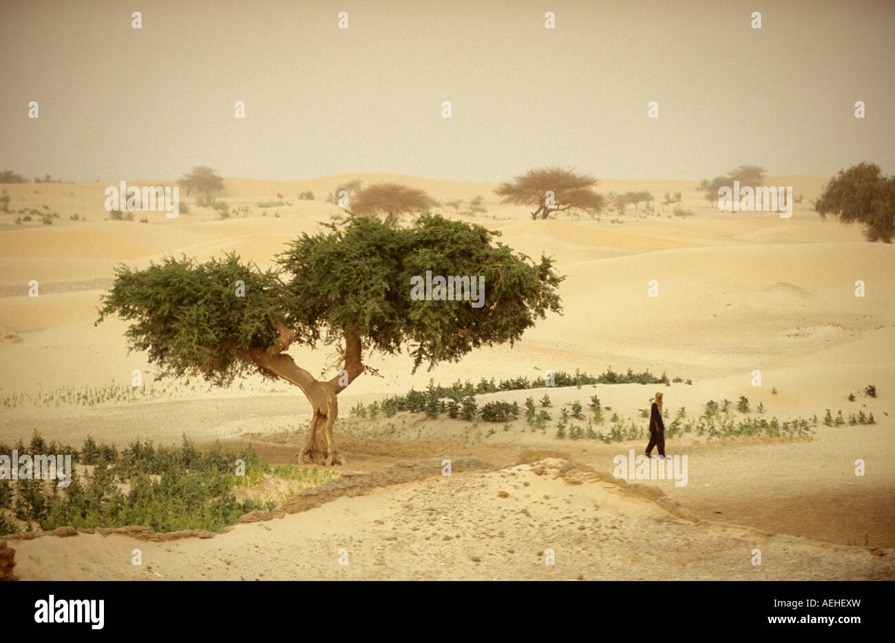 Mali Timbuktu, Bamba, Man of Sonrai tribe with cattle walking on ...