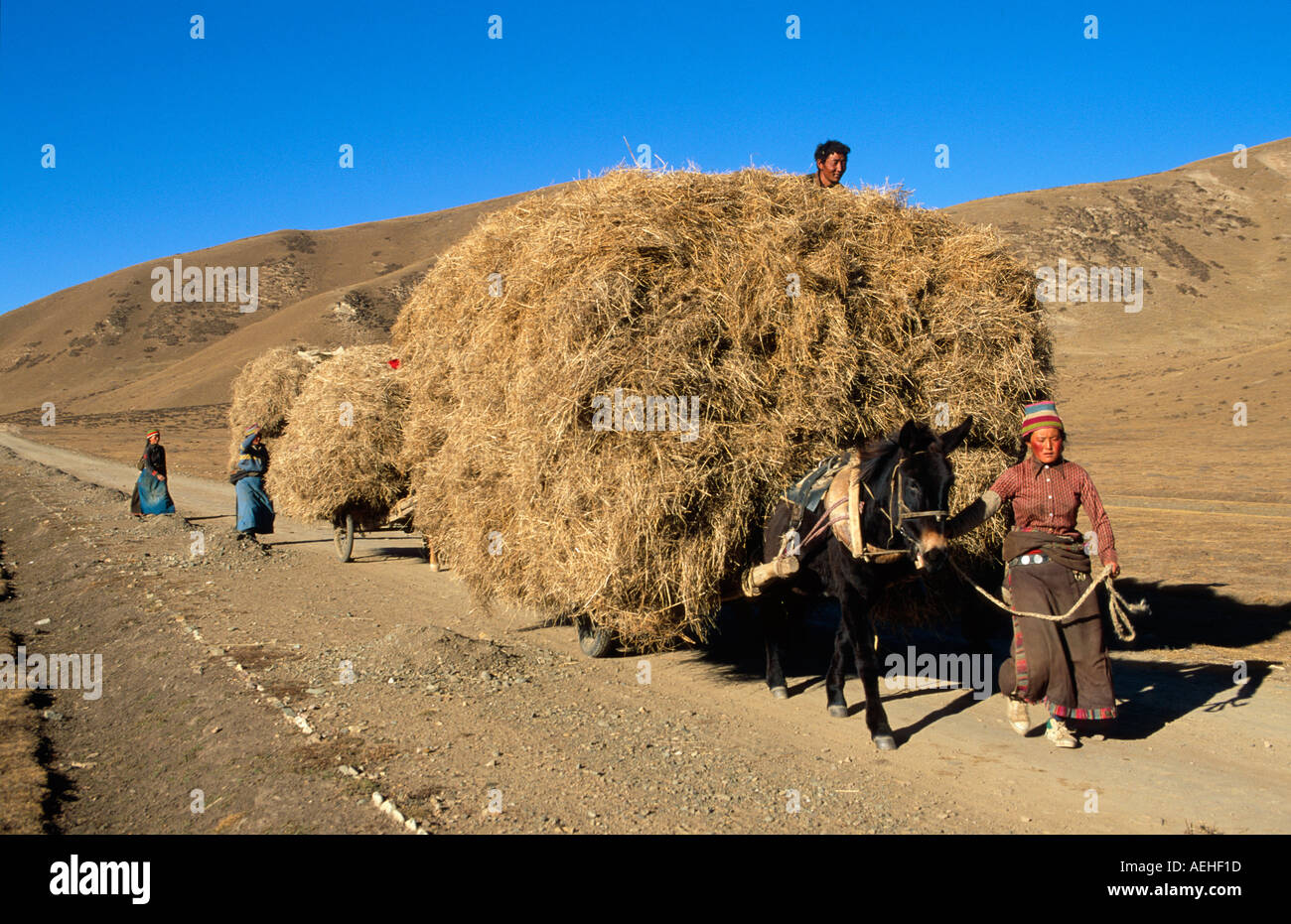 Tibetan Nomads transporting fodder by horse cart on the Sangke ...