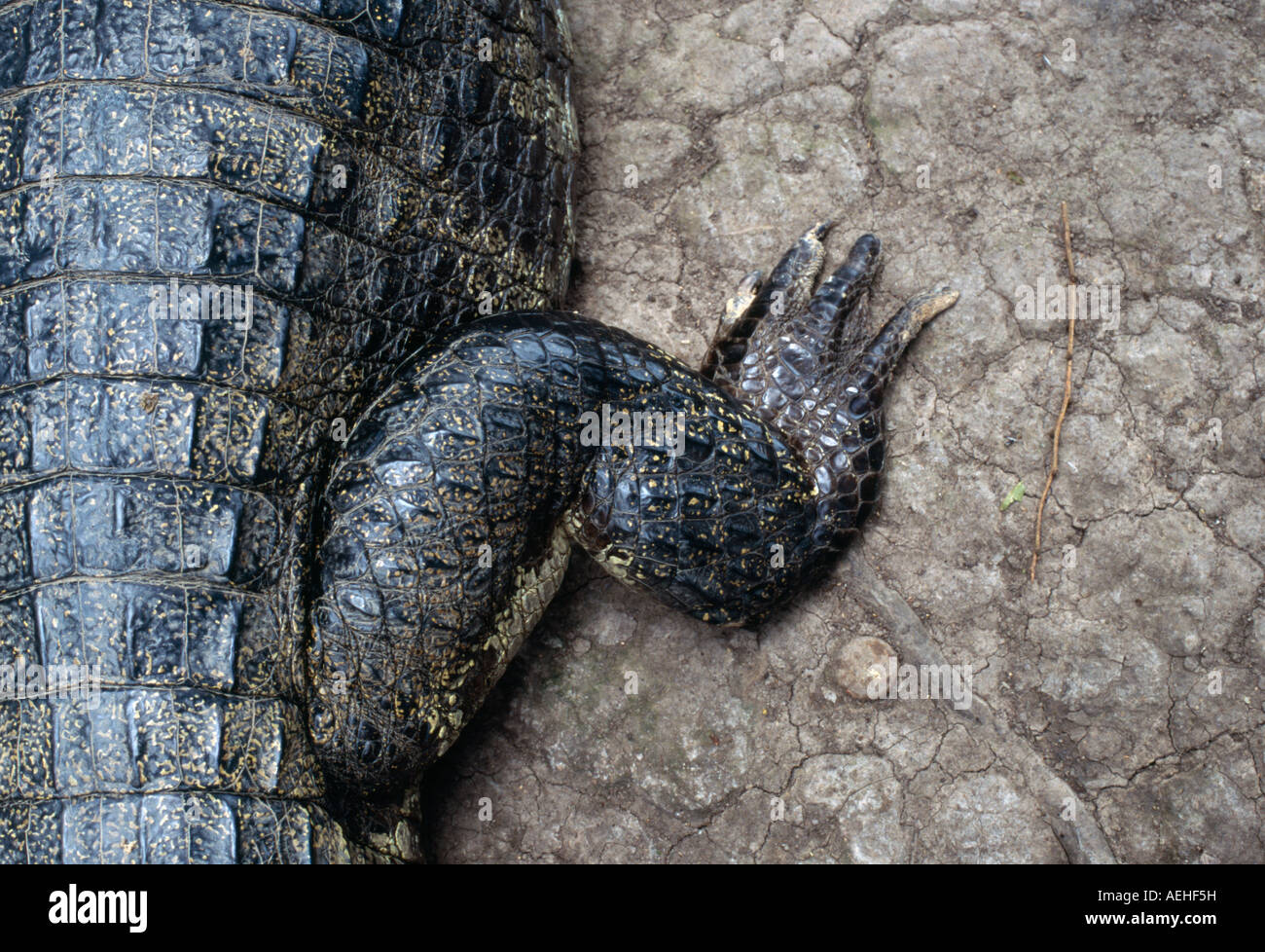 Crocodile leg hi-res stock photography and images - Alamy