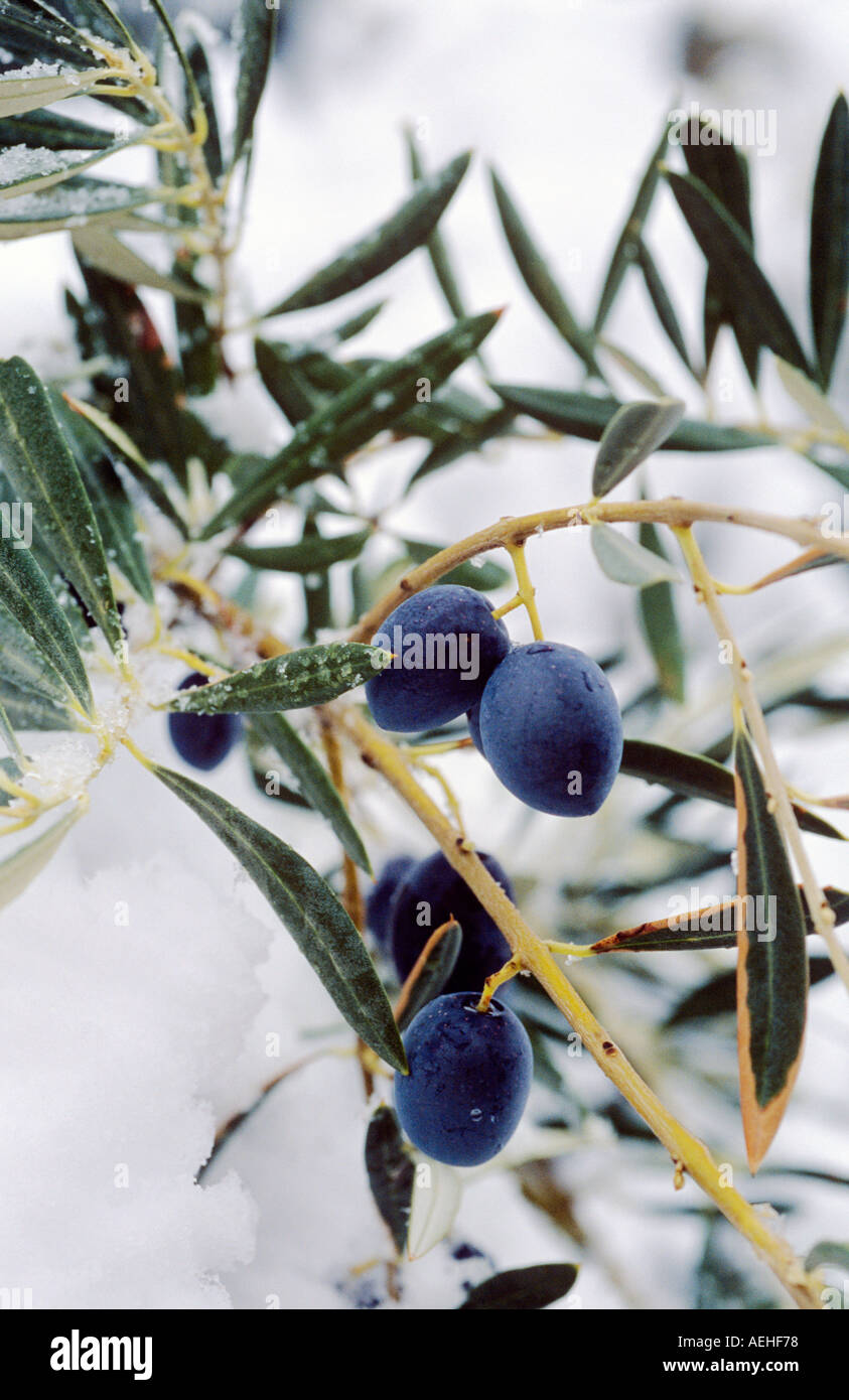 Olive production in andalucia hi-res stock photography and images - Alamy