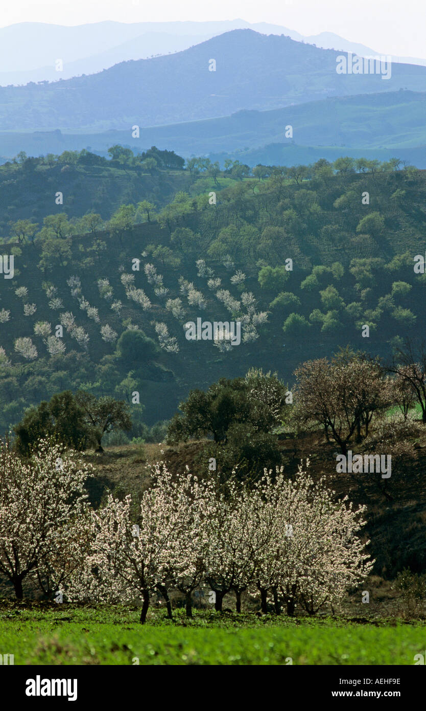 Almond groves and rolling pastures hi-res stock photography and images ...