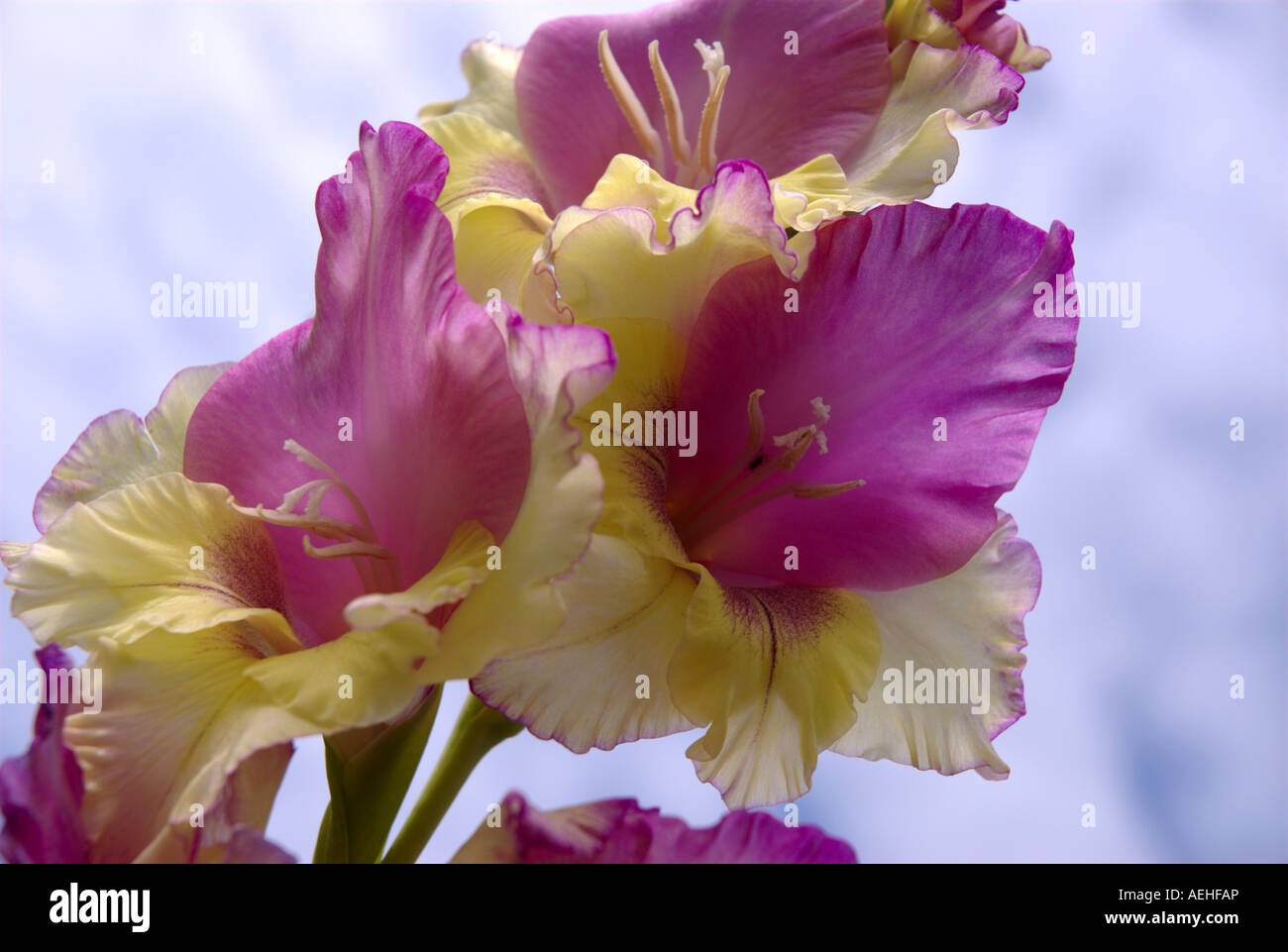 Gladioli flower hi-res stock photography and images - Alamy