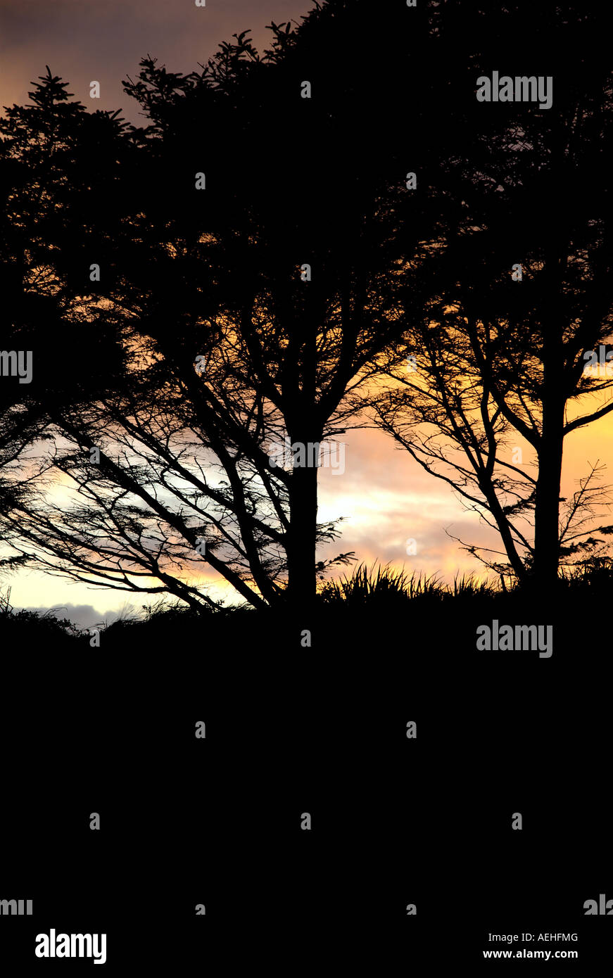 Trees Against Sunset Stock Photo - Alamy