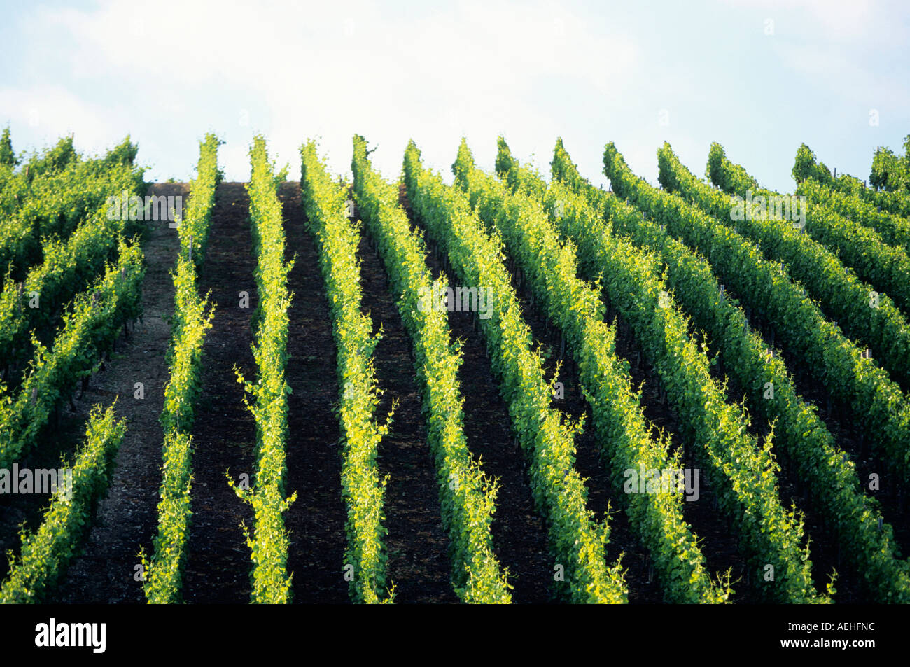 Vineyard, elevated view Stock Photo - Alamy