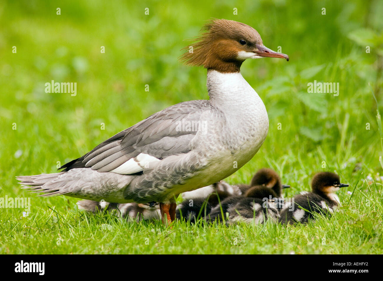 Goosander with pouts Stock Photo - Alamy