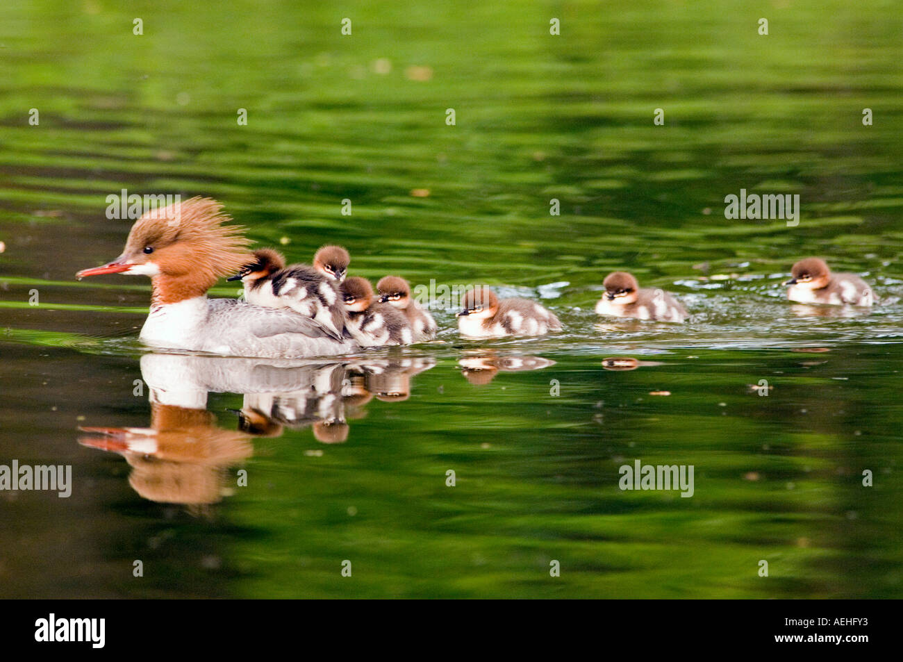Water pouts hi-res stock photography and images - Alamy