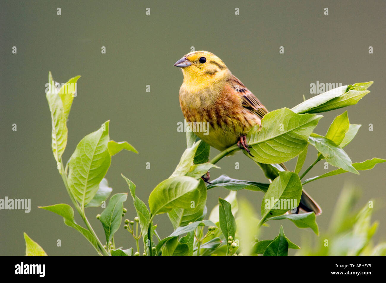 Yellow hammer bird hi-res stock photography and images - Alamy