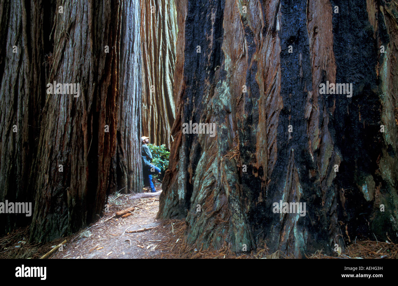 Redwood tree california hi-res stock photography and images - Alamy
