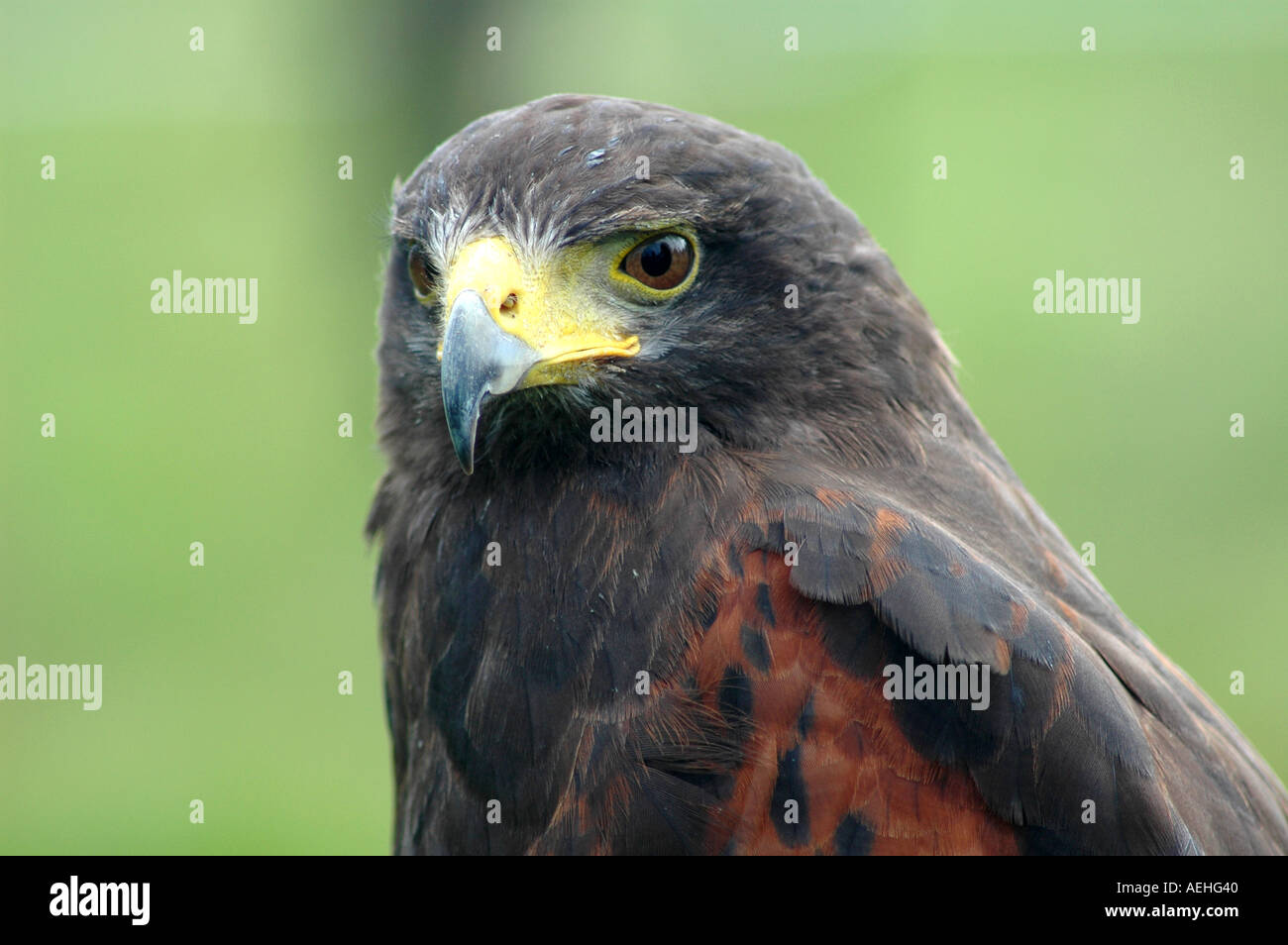Amber harris hi-res stock photography and images - Alamy