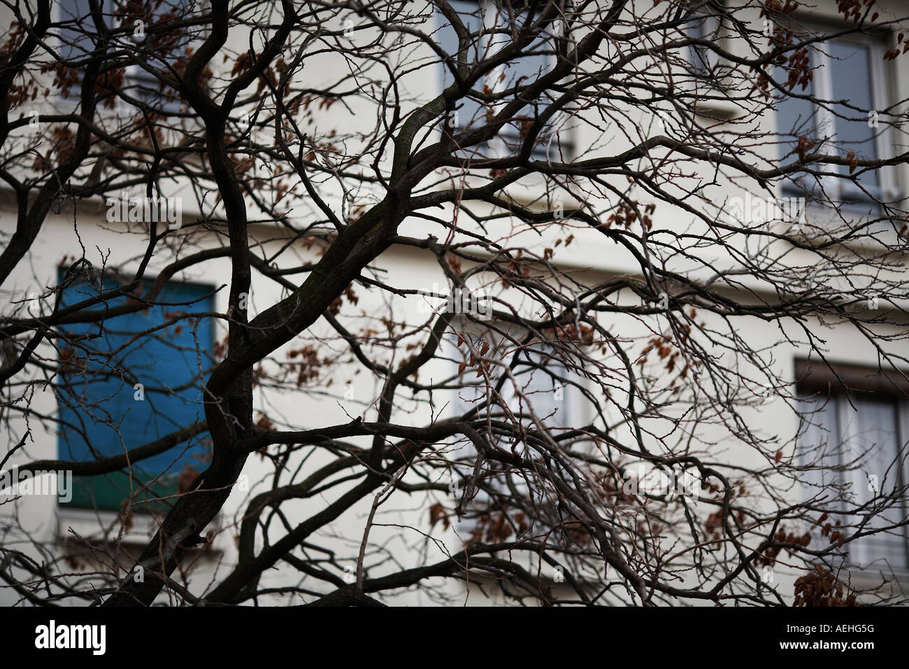Tree In Front of Blue Window Pere Lachaise Cemetary Paris France Stock ...