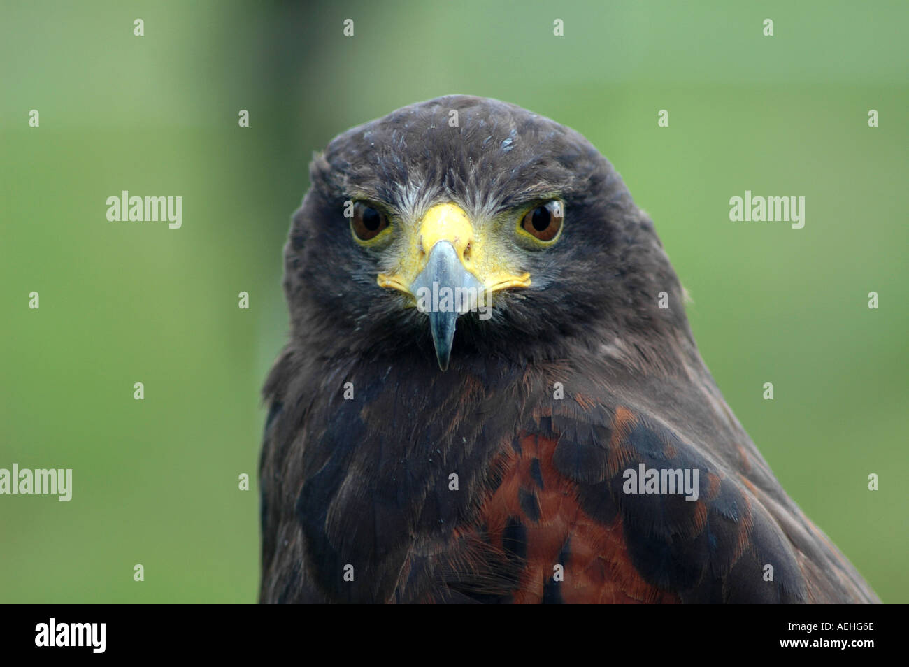 Amber harris hi-res stock photography and images - Alamy