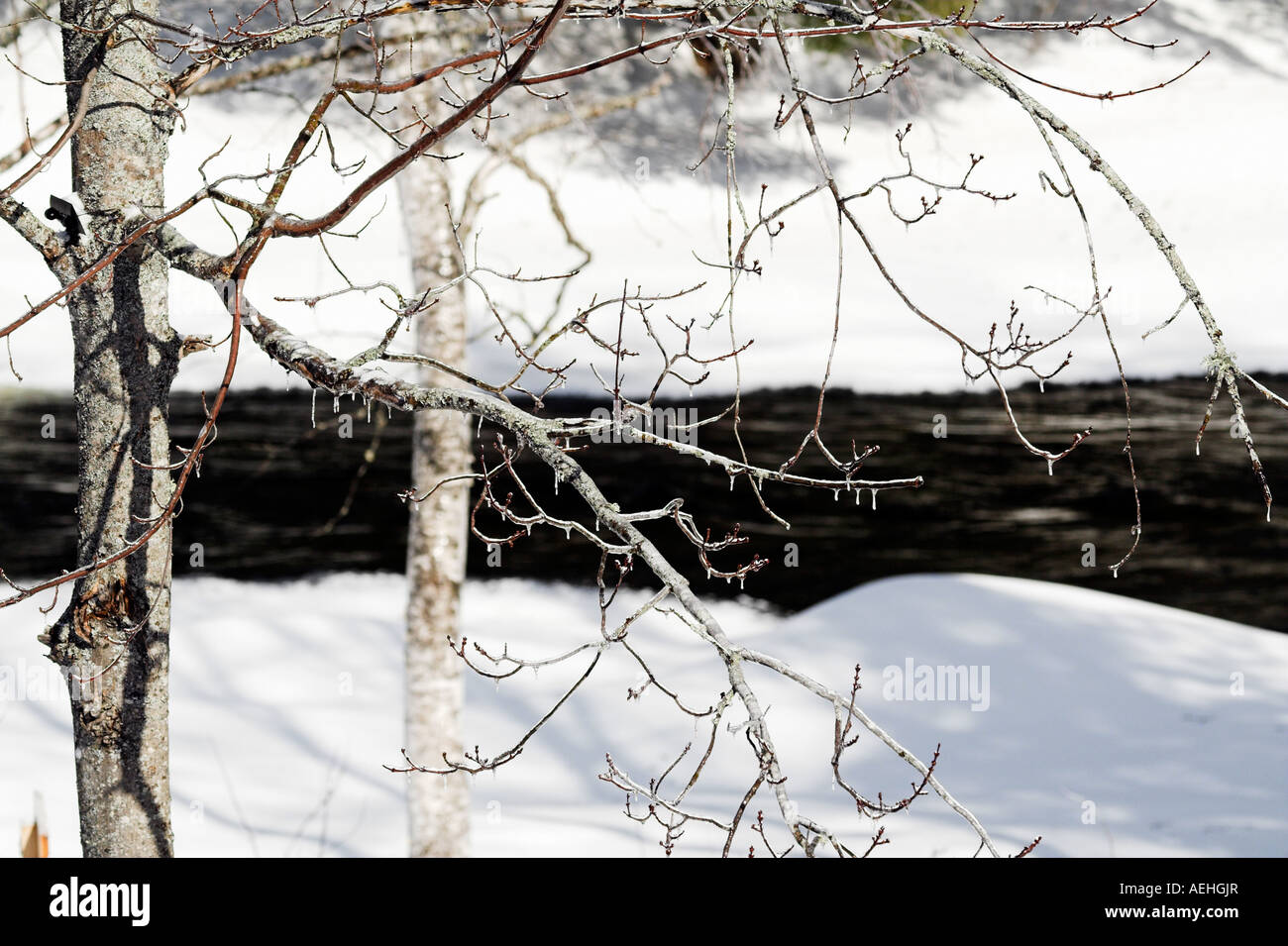Frozen iced tree branches hi-res stock photography and images - Alamy