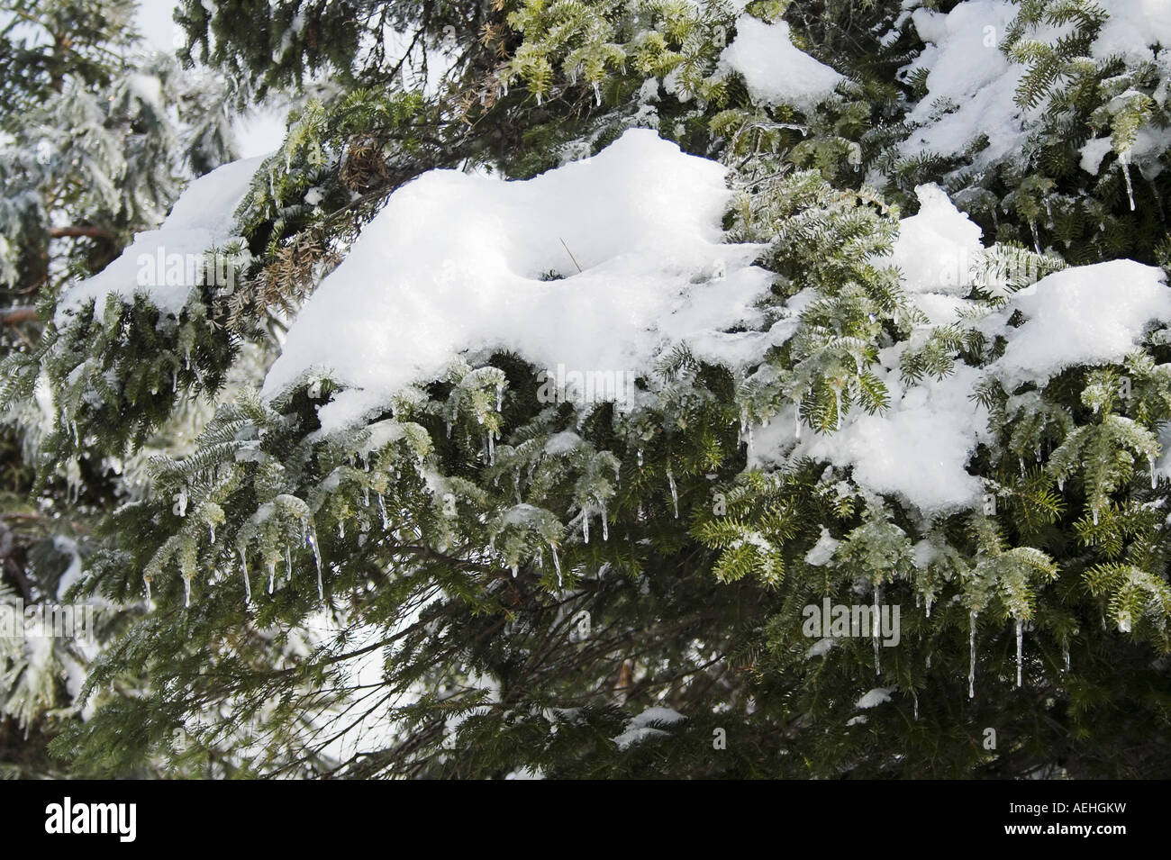Icicles hang from tree hi-res stock photography and images - Alamy