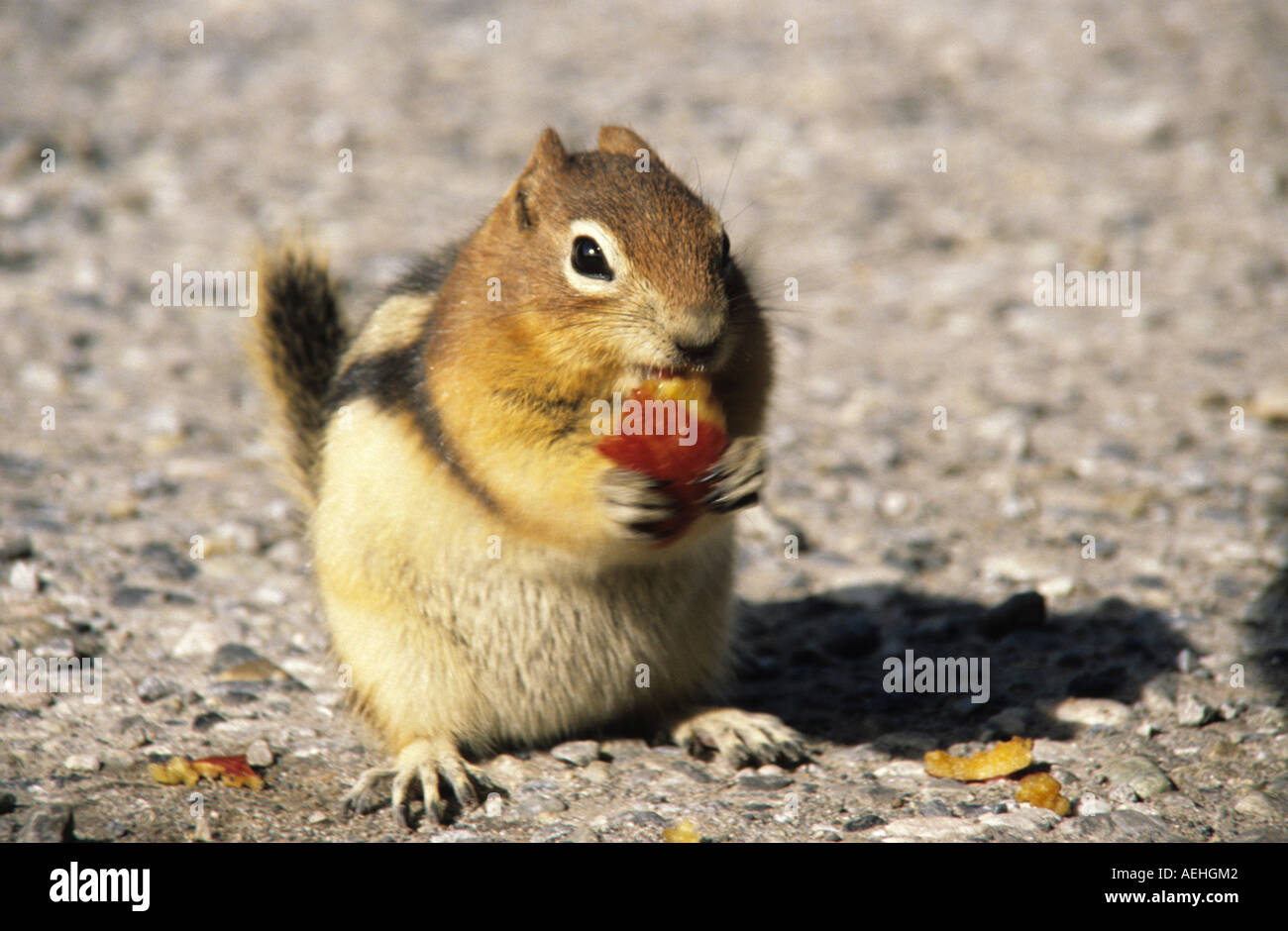 Chipmunk Images High Resolution Stock Photography and Images - Alamy