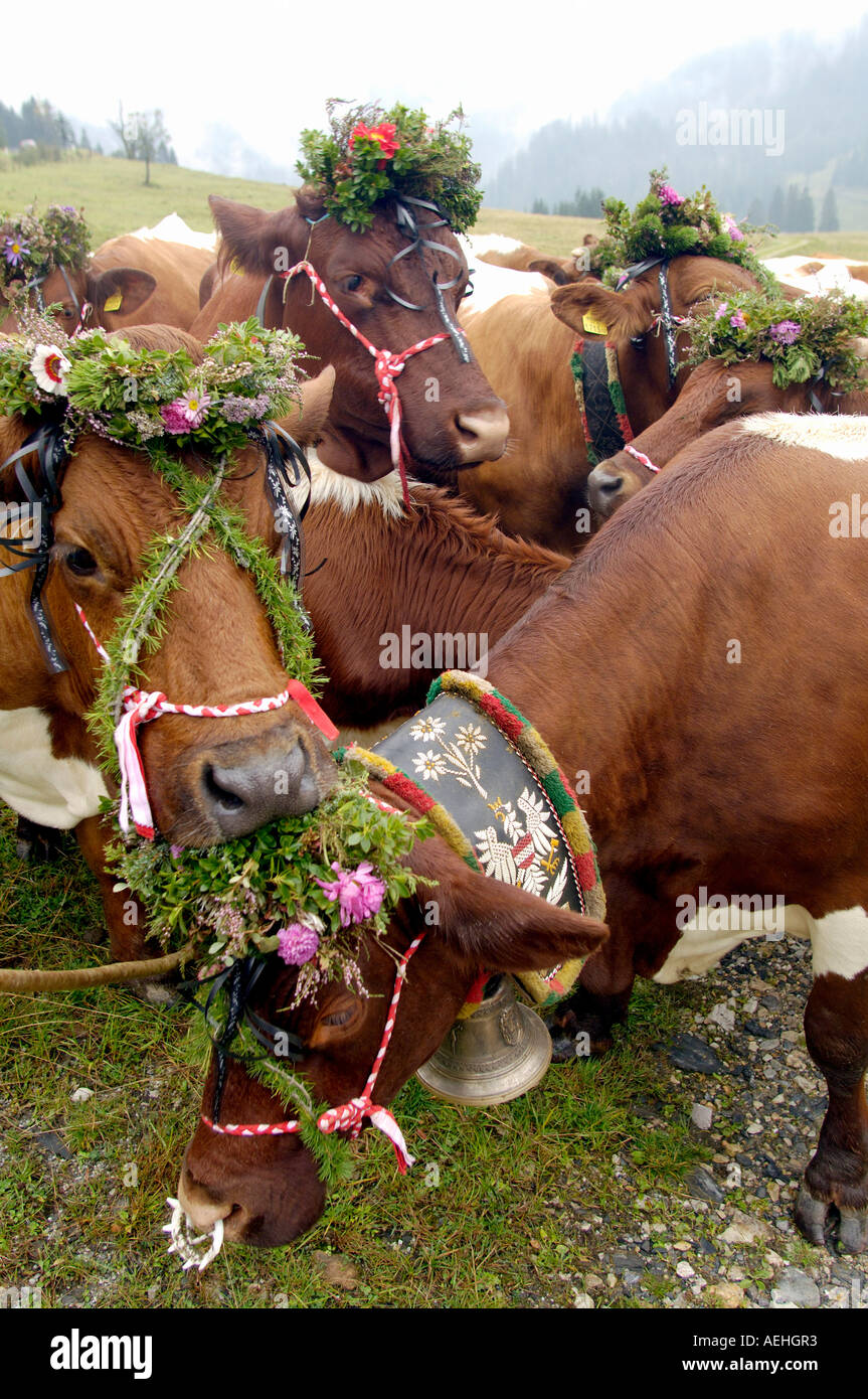 Austria, decorated cattle grazing in pasture Stock Photo - Alamy