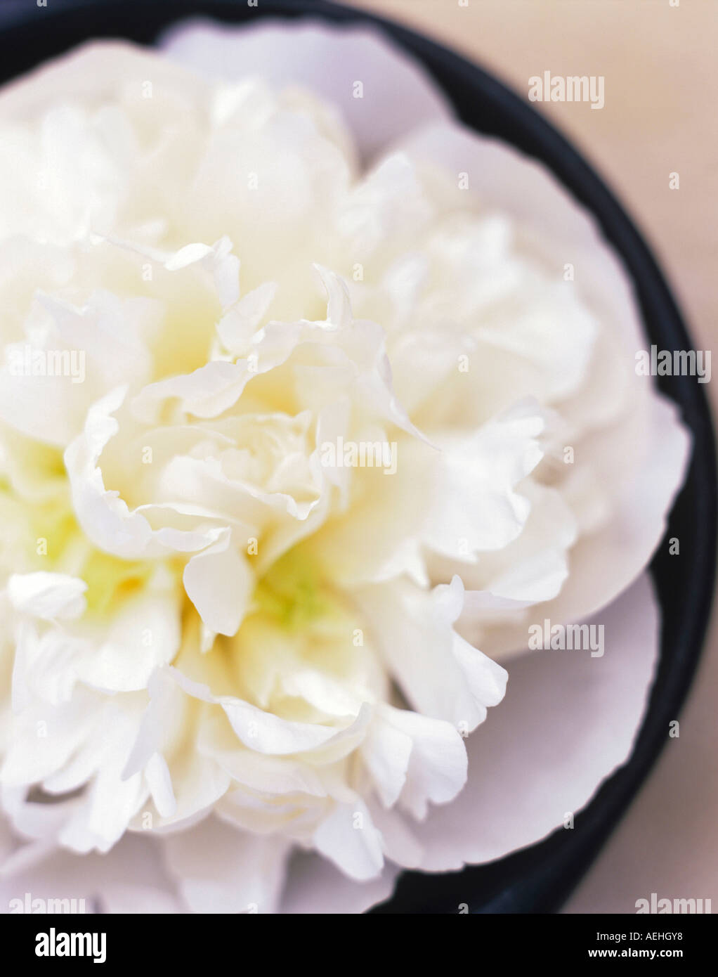 Carnation heads hi-res stock photography and images - Alamy
