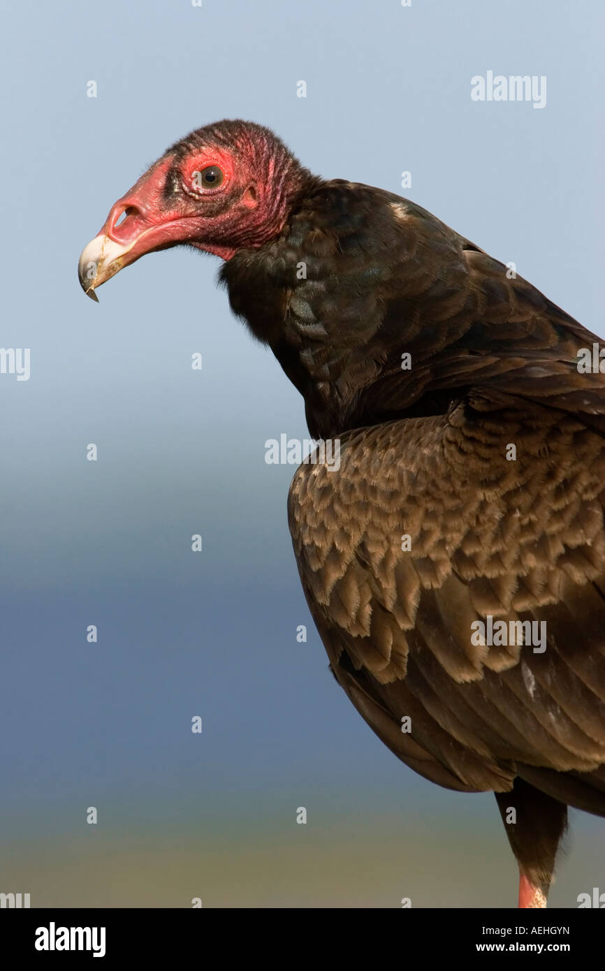 An adult Turkey Vulture Stock Photo - Alamy