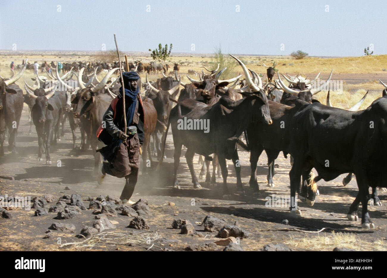 Mali Ansongo, Sahel, Man of Peul tribe herding his cows Stock Photo - Alamy