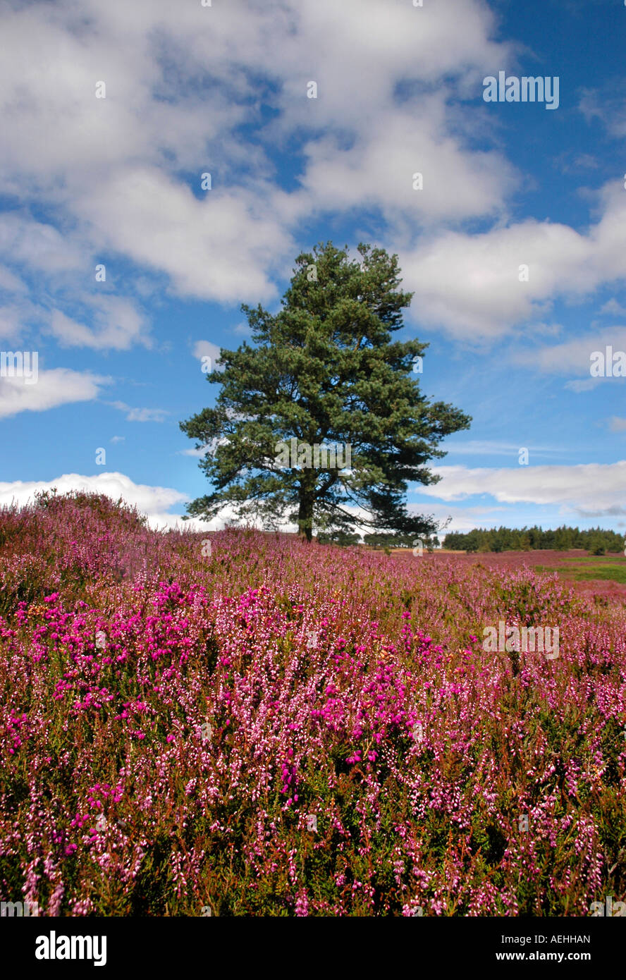 A scots pine tree surrounded by heather in bloom Stock Photo - Alamy