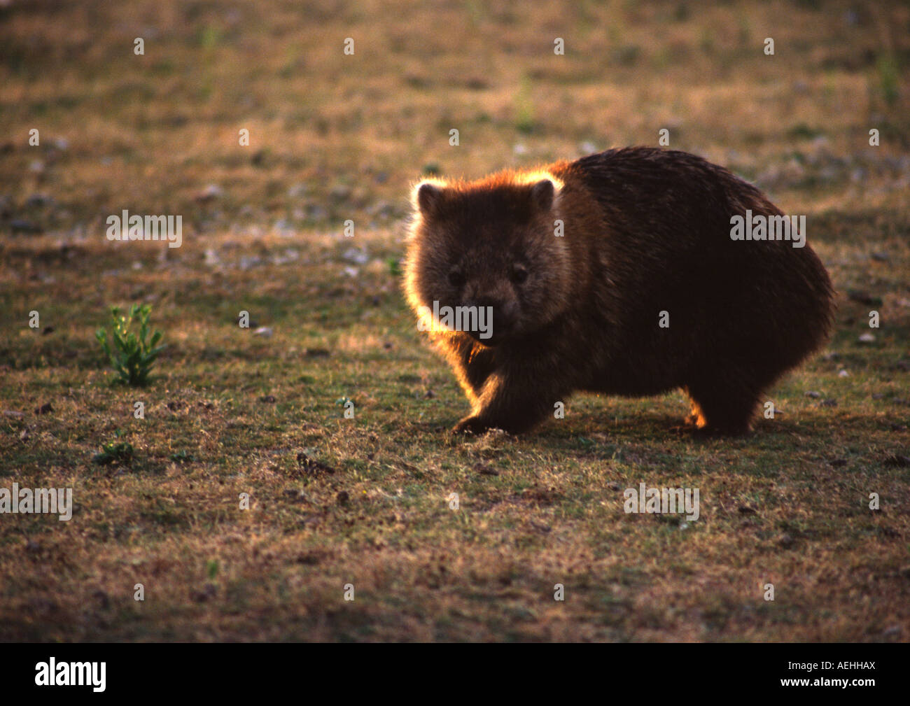 Wombat, Tasmania, Australia Stock Photo - Alamy