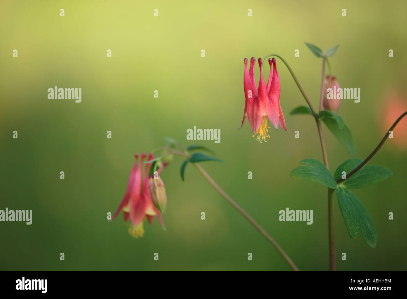 wild columbine aquilegia canadensis northern illinois prairie Stock ...