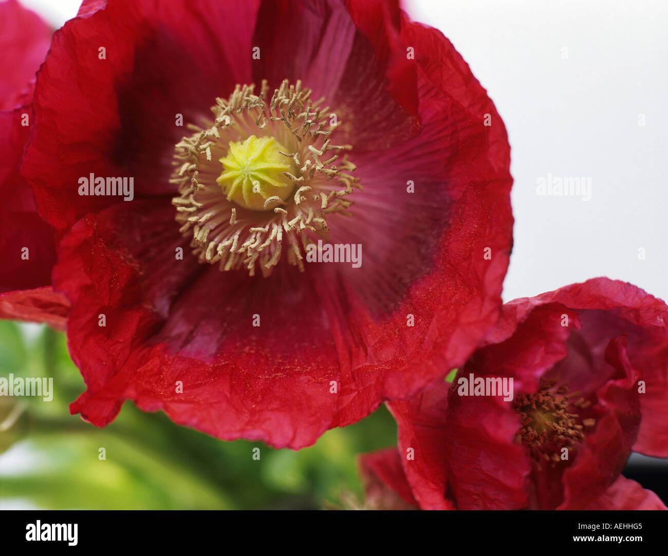 Turkish poppy hi-res stock photography and images - Alamy