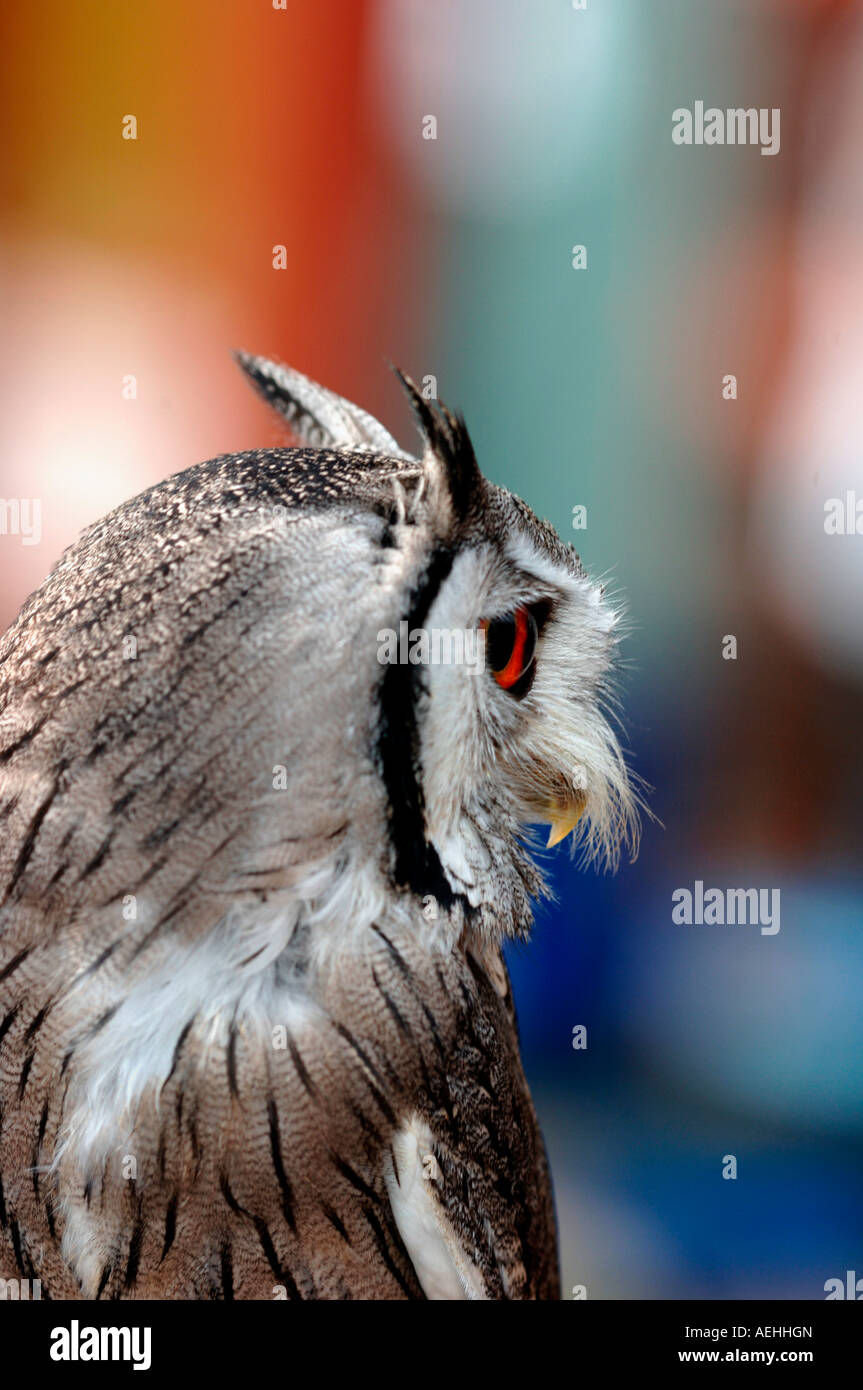 Tasmanian boobook hi-res stock photography and images - Alamy