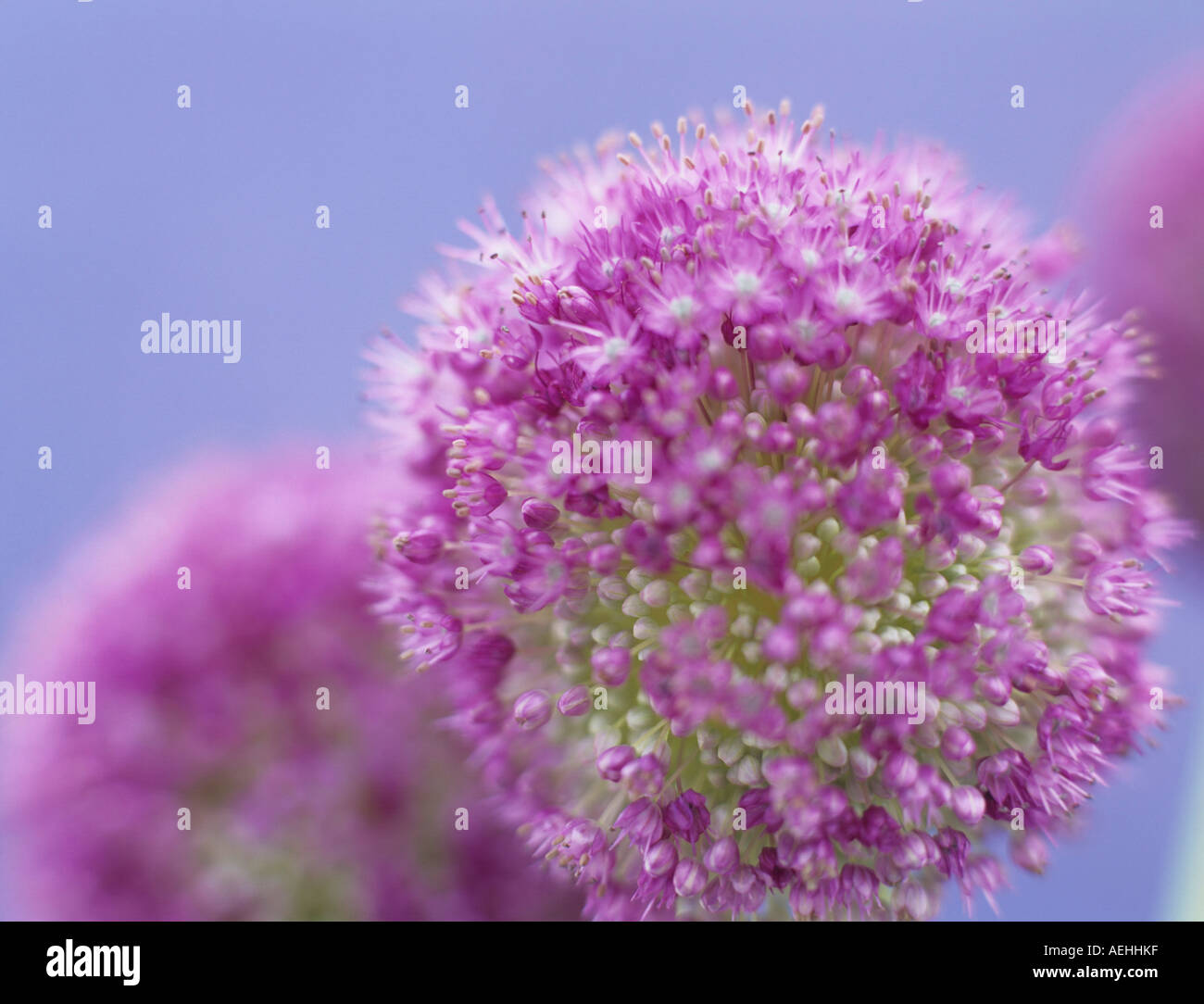 Blue onion flower hi-res stock photography and images - Alamy