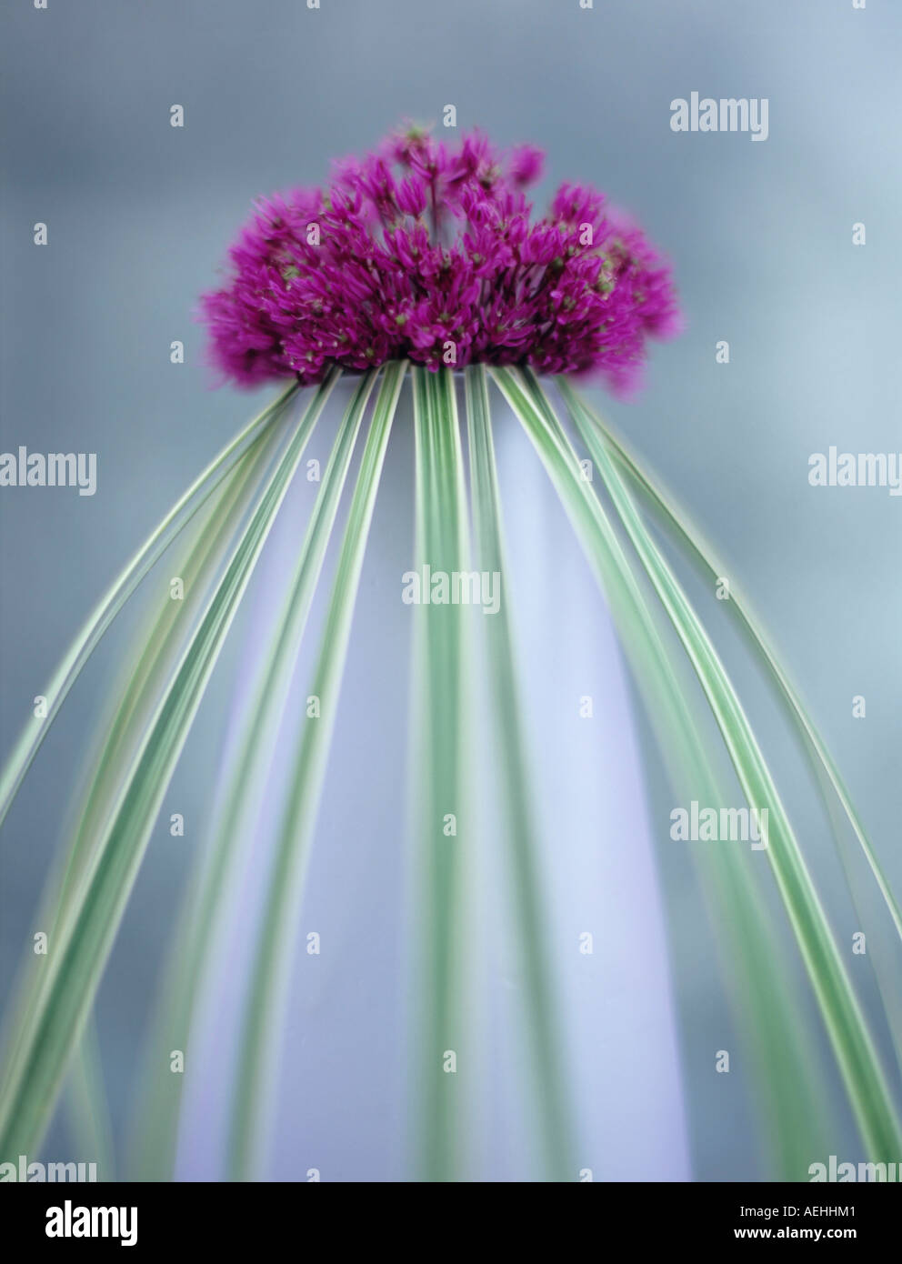 Onion flower (allium giganteum) and grass in vase Stock Photo - Alamy