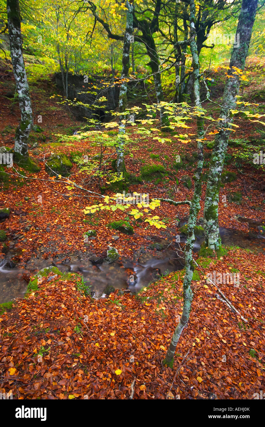 Hoja de agua hi-res stock photography and images - Alamy