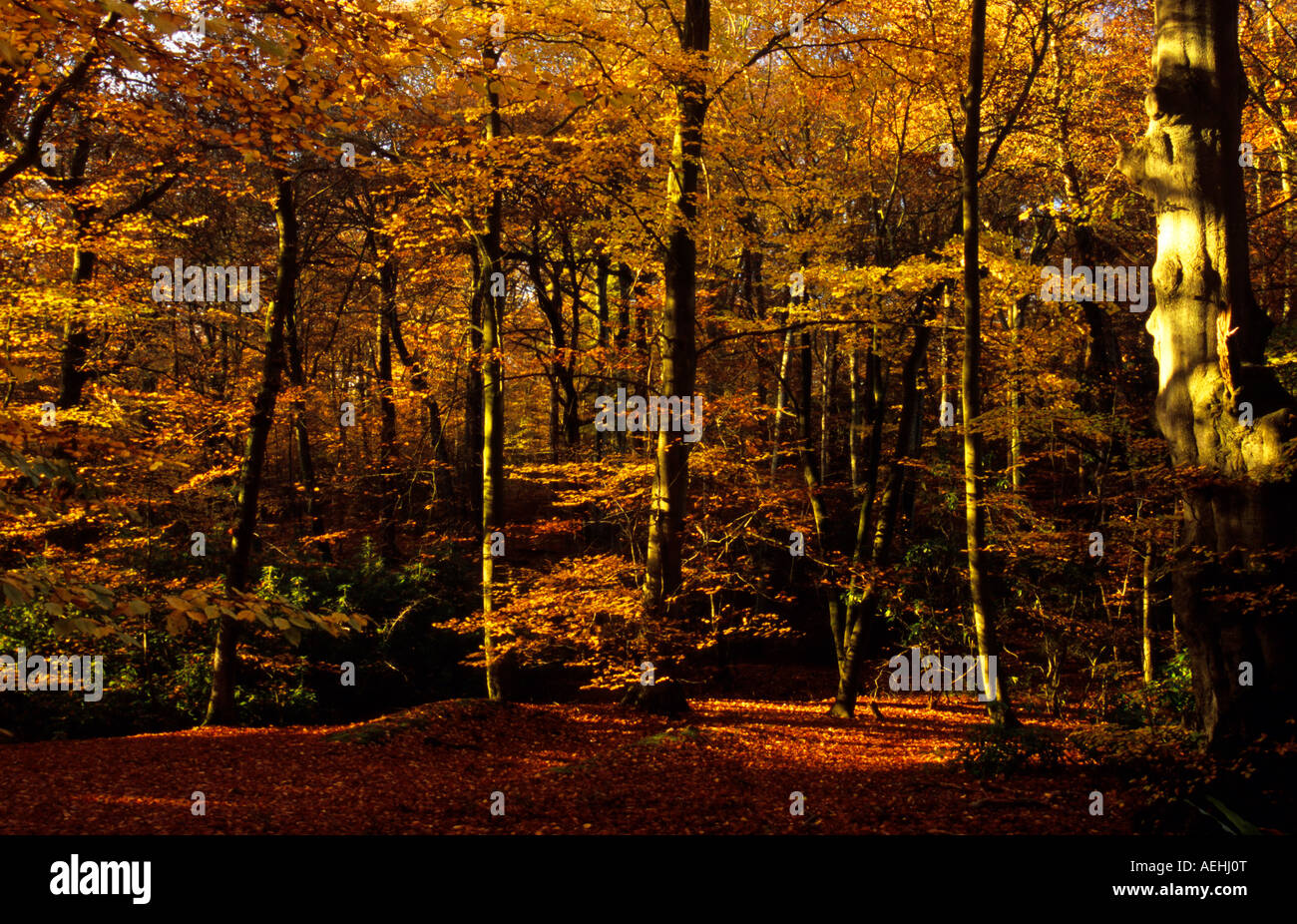 Burnham Beeches Slough Buckinghamshire England UK Stock Photo - Alamy