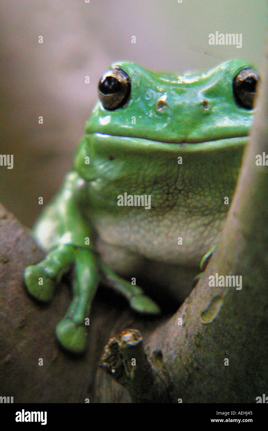 Interesting frogs hi-res stock photography and images - Alamy
