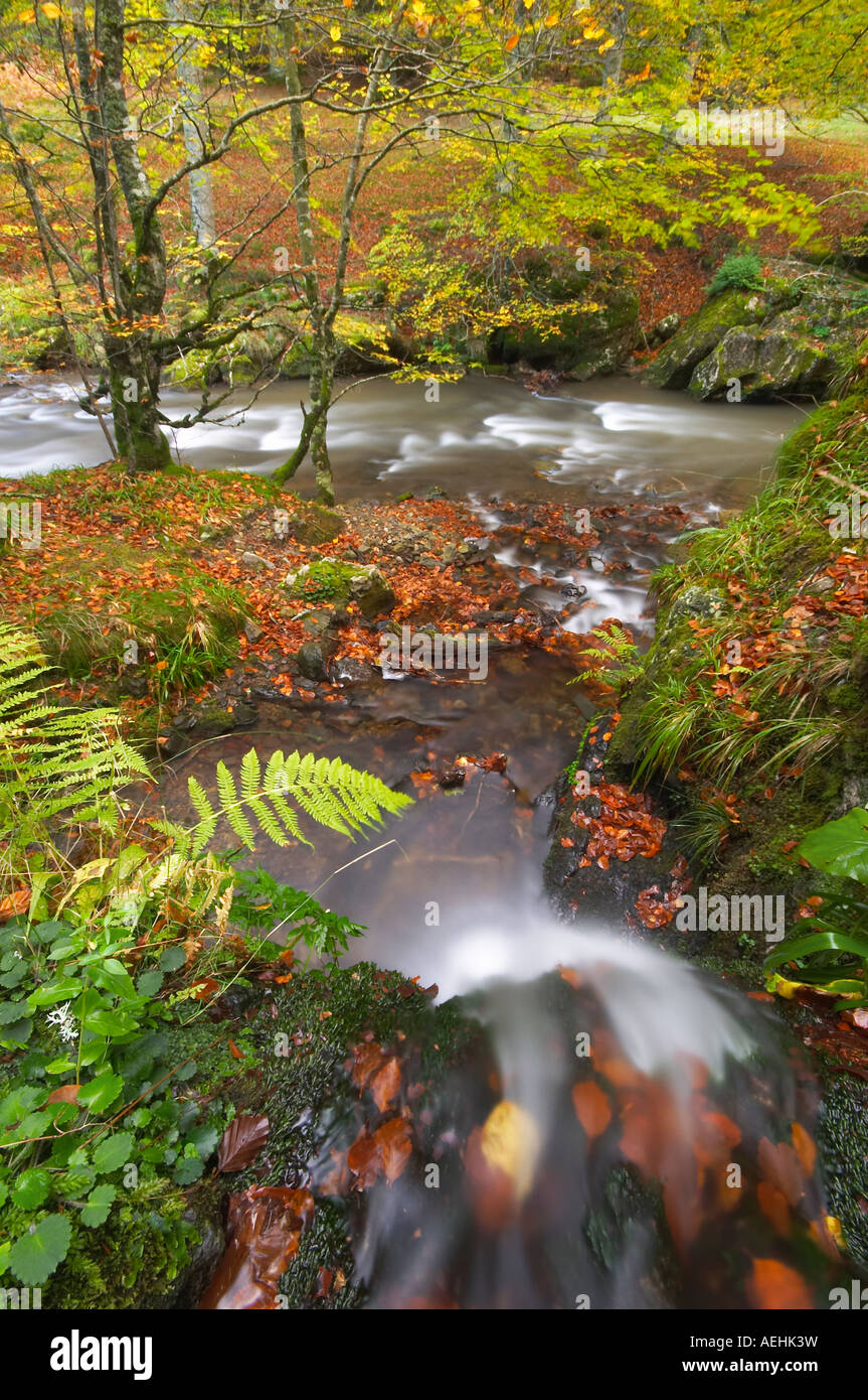 Hoja de agua hi-res stock photography and images - Alamy