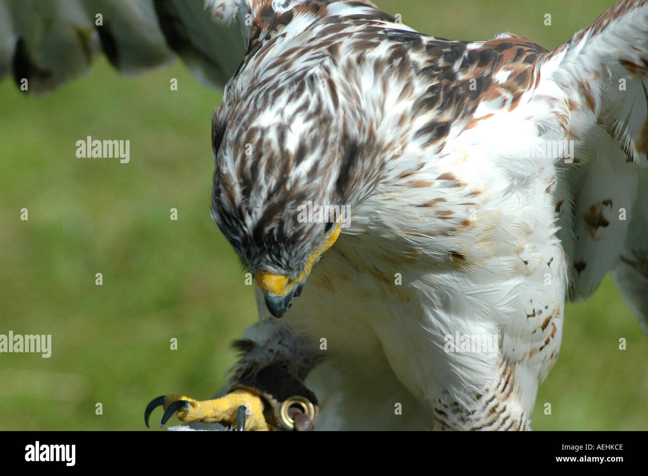 mc0272 Common Buzzard 04 Stock Photo - Alamy